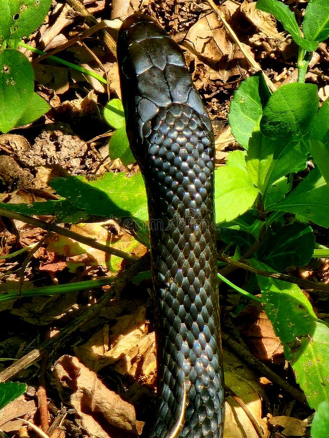 Black Racer Constrictor Snake Art Nature Abstract Reptile Stock Photo ...