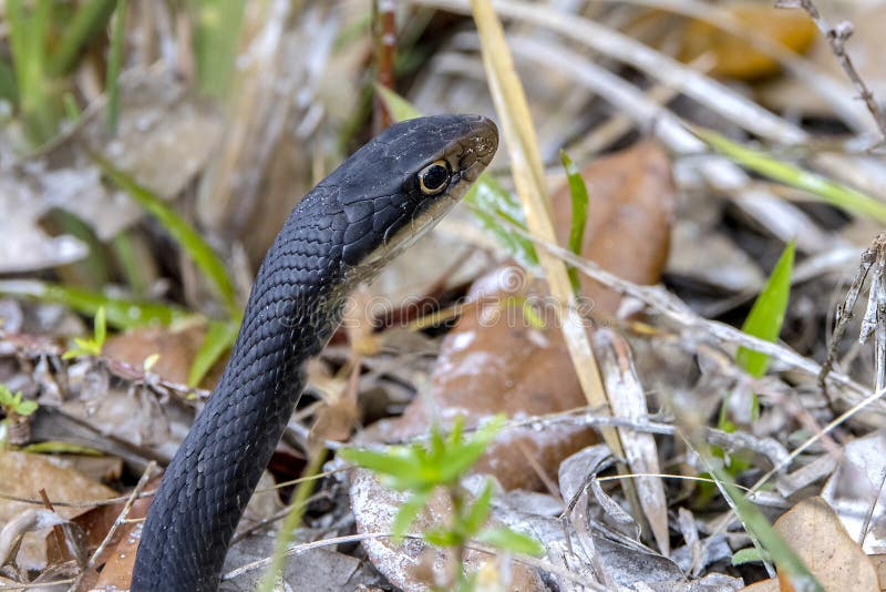 Black Racer Snake Closeup stock photo. Image of predator - 279977410