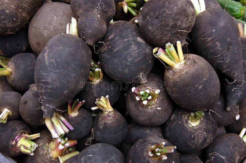 Blackradish stock photo. Image of green, black, vegetable - 2316366