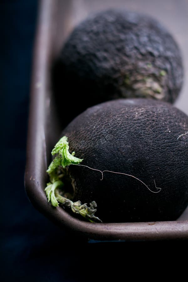 Black radish stock image. Image of radish, root, raphanus - 28300005