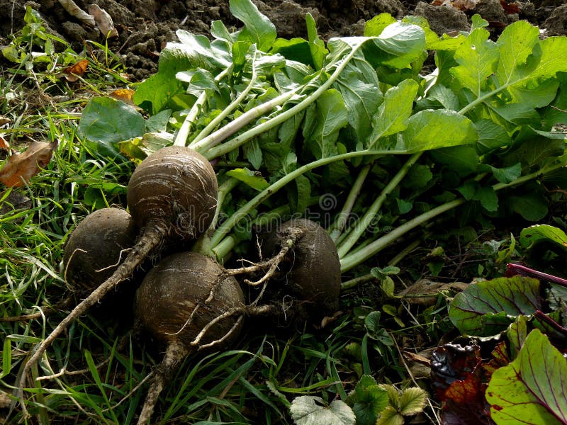 Black radishes stock image. Image of autumn, cultivated - 46954153
