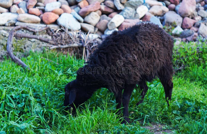 A black ram is grazing stock photo. Image of field, fleece - 245882410