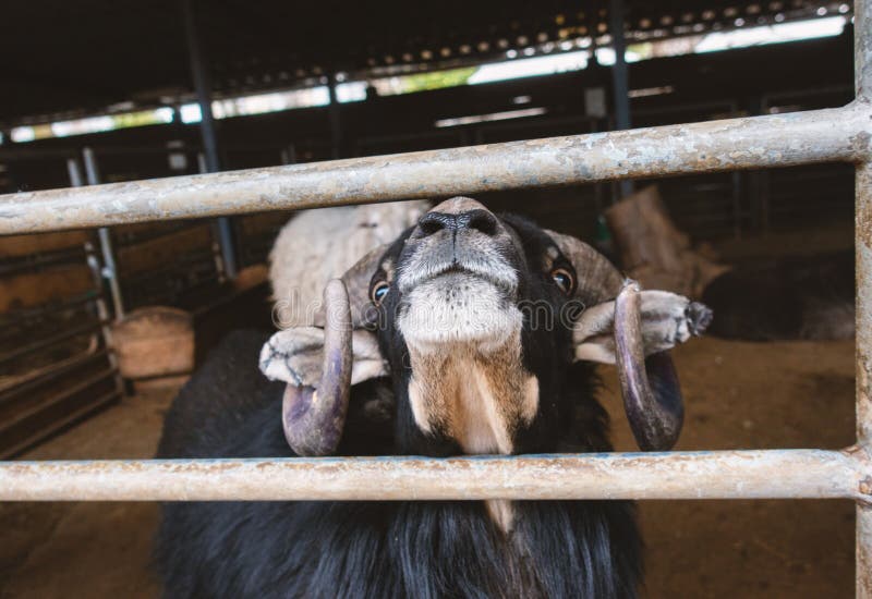 A Black Ram Peers Out of a Pen on a Farm Stock Photo - Image of animal ...
