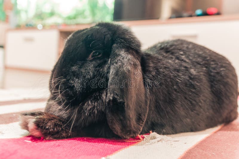Black Ram Rabbit Lying on the Floor Stock Image - Image of french ...