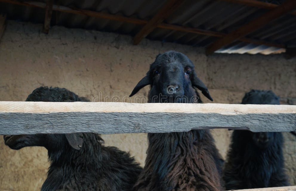 Black rams stock image. Image of portrait, livestock - 212788507
