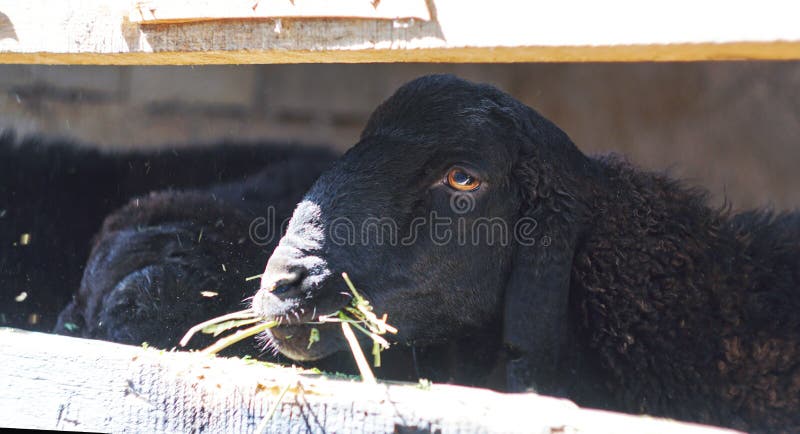 The black rams are eating stock image. Image of eating - 237182185