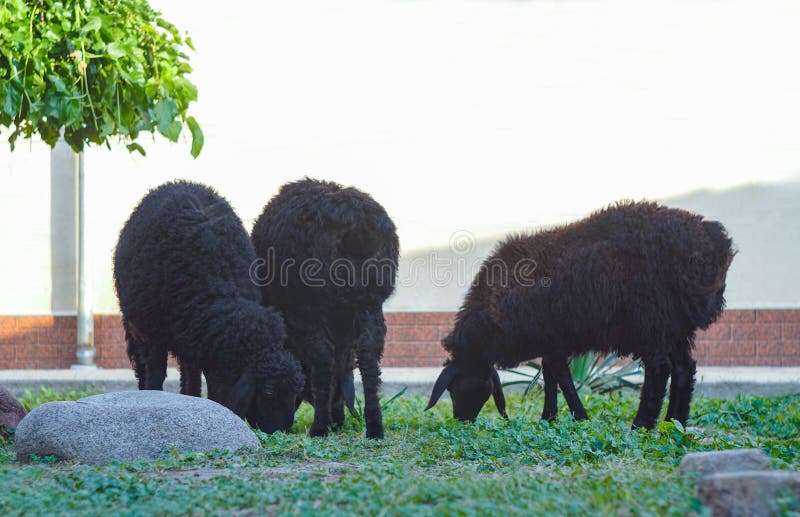 Black rams are grazing stock photo. Image of flock, green - 255232986