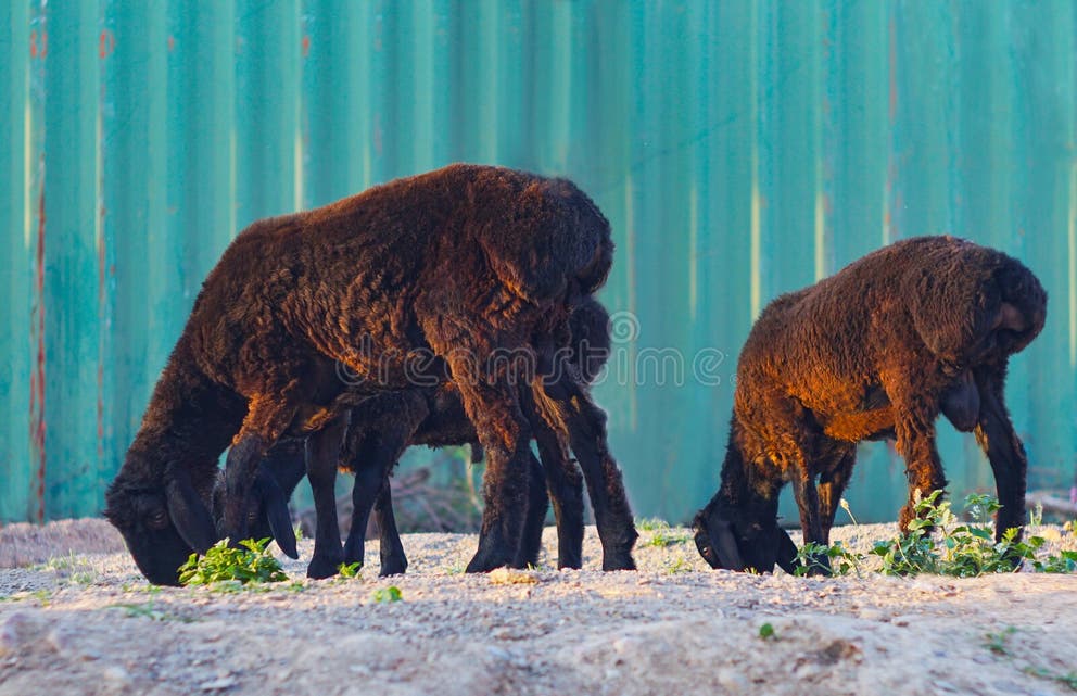 Black rams are grazing stock photo. Image of herd, flock - 259163488