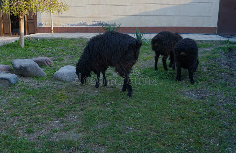 Black rams stock image. Image of horizontal, sheep, cute - 276779133