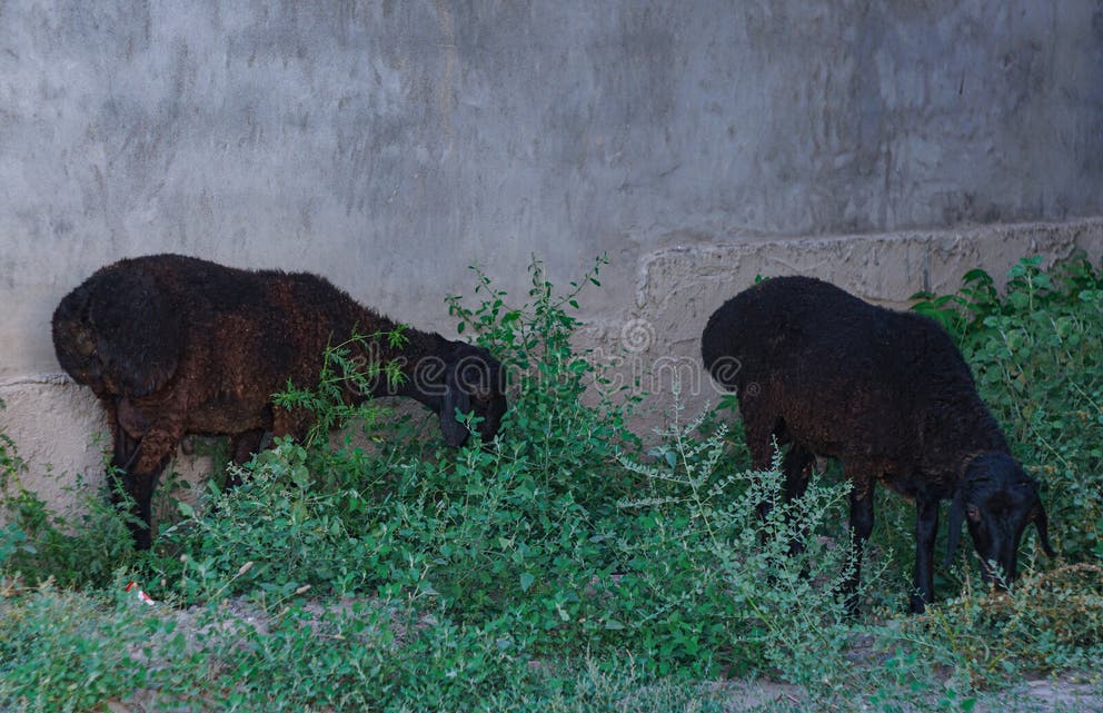 Black rams are grazing stock photo. Image of flock, farmland - 287359878