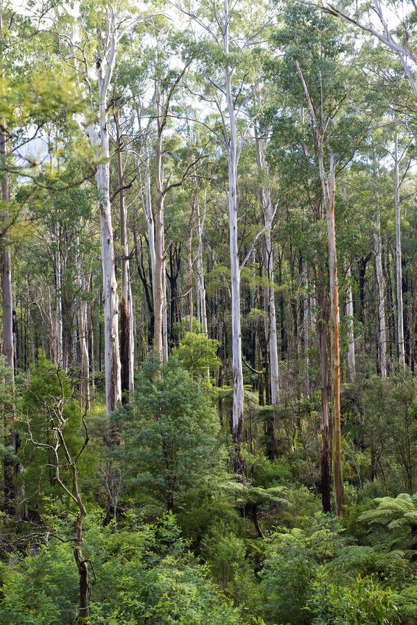 Black Range Forest stock image. Image of mist, explore - 25774719