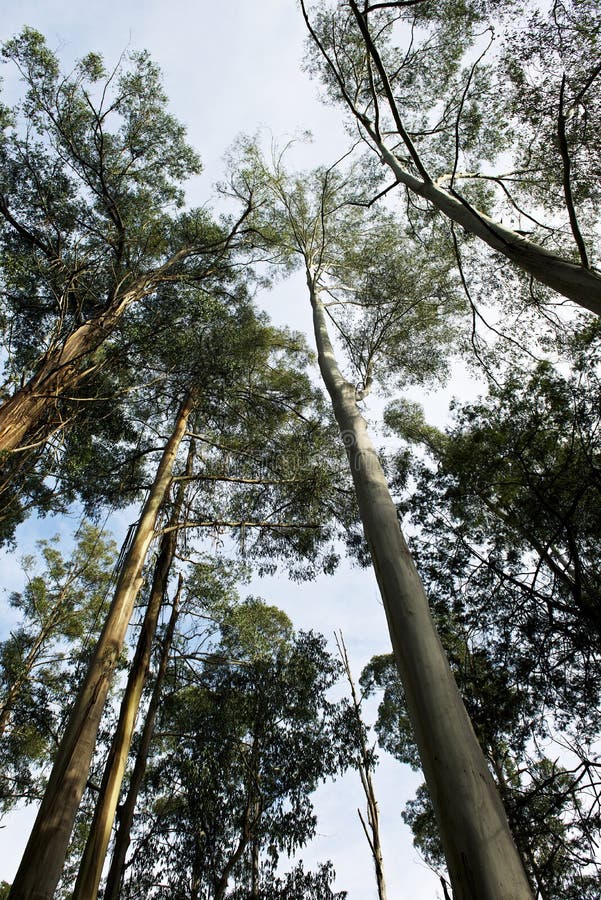 Black Range Forest stock image. Image of misty, scenery - 25774473
