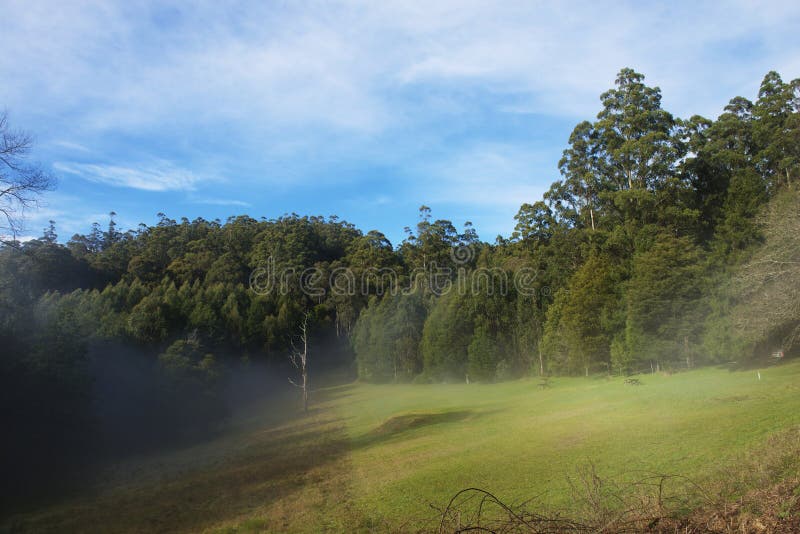 Black Range Forest stock image. Image of mist, explore - 25774719