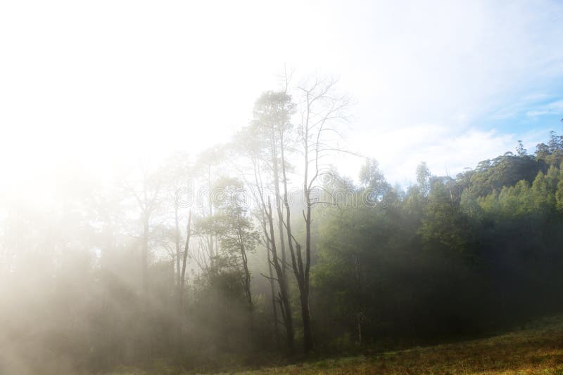 Black Range Forest stock photo. Image of landscape, bush - 25774906