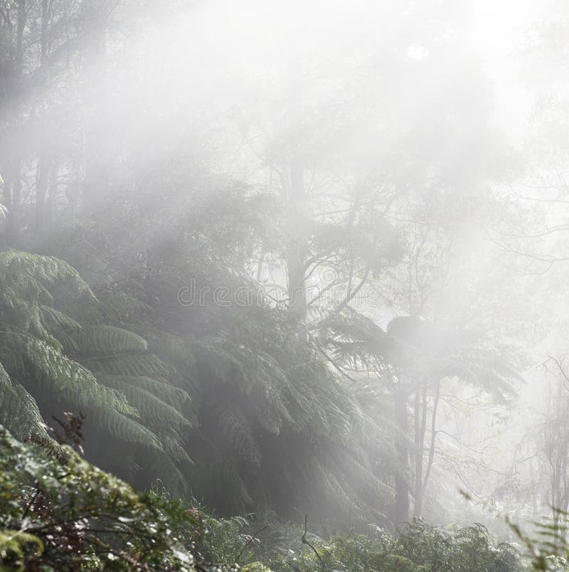Black Range Forest stock image. Image of jungle, rain - 25774979