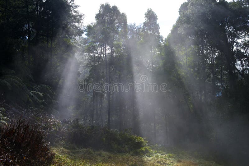 Black Range Forest stock photo. Image of adventure, greenery - 25775108