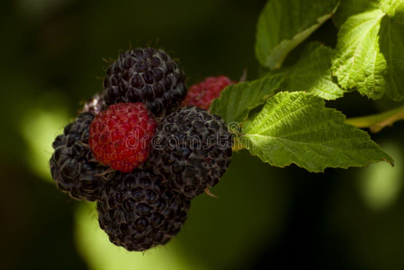 Black Rasberry stock image. Image of rasberry, fresh - 25661355