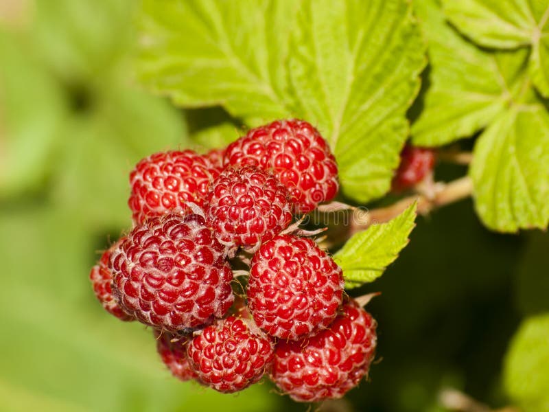 Black Rasberry stock photo. Image of organic, nature - 25661474
