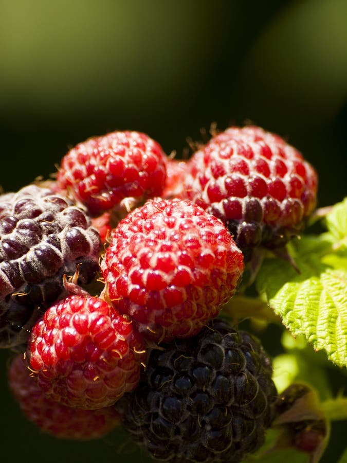 Black Rasberry stock image. Image of food, natural, plant - 25661639
