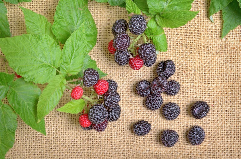 Red Raspberry stock image. Image of green, nutritious - 8776297