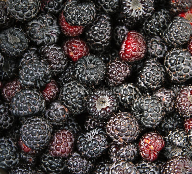 Black raspberries closeup stock image. Image of fruit - 120977617