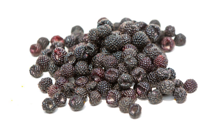 Black raspberries stock photo. Image of delicious, berry - 122810988