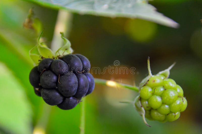 Black Raspberries on the Bushes, on a Blurred Green Background Stock ...
