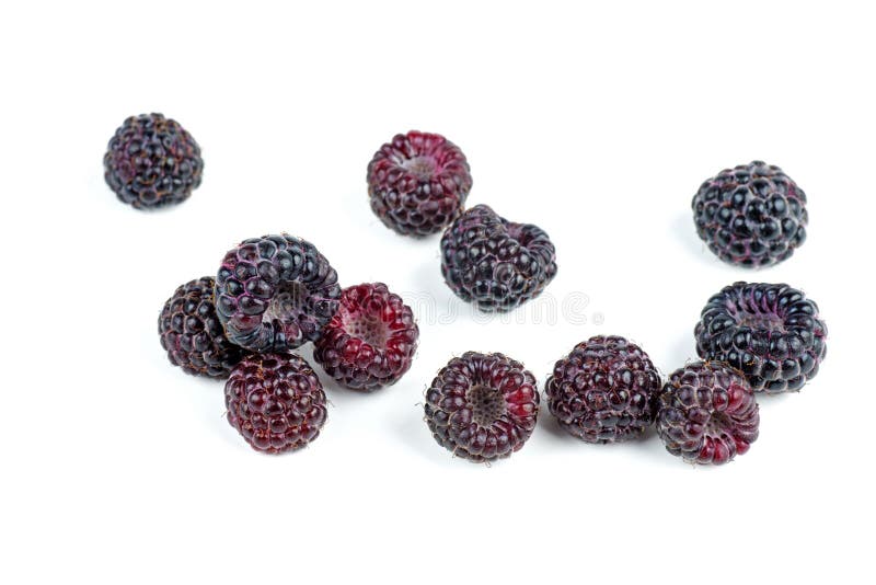 Black raspberries isolated stock photo. Image of vegetarian - 163042836