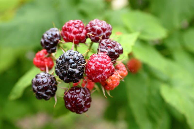 Black Raspberries with Leaves in the Background Stock Image - Image of ...