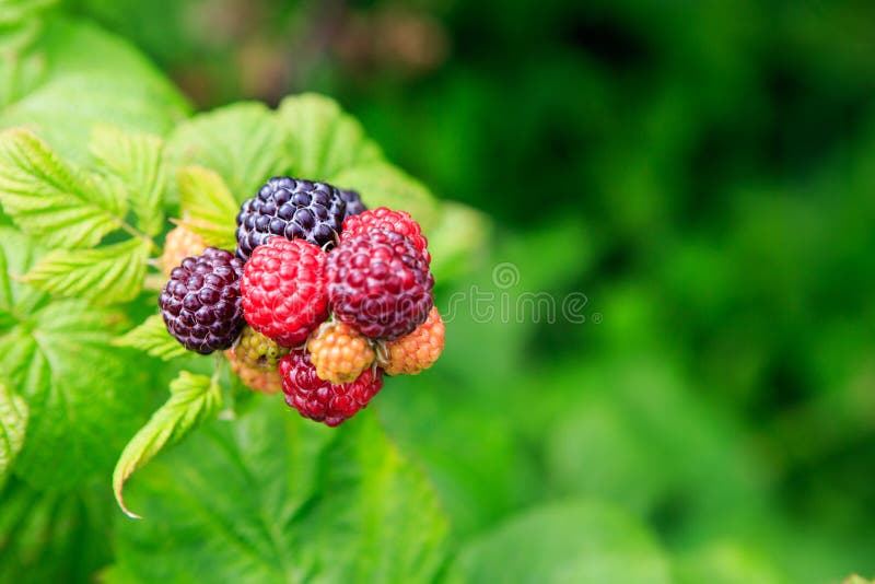 Black Raspberries (Rubus Occidentalis) Stock Photo - Image of ...