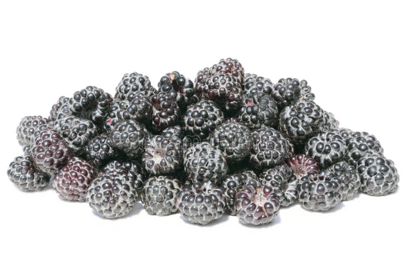Black raspberry stock photo. Image of extraordinary, raspberry - 20424450
