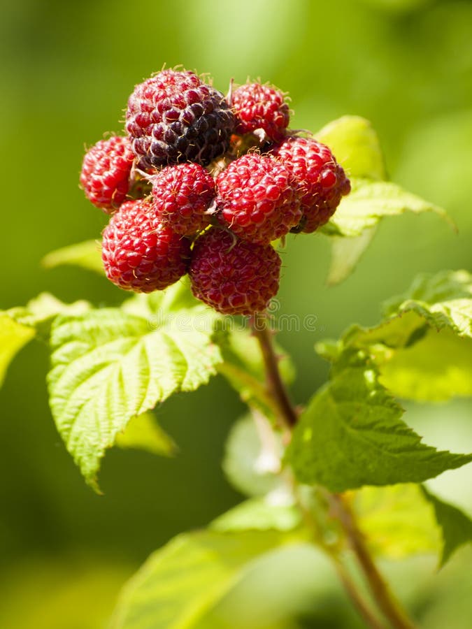 Black raspberry stock image. Image of organic, natural - 25661565