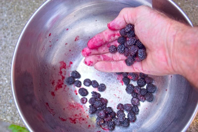 Black raspberry stock image. Image of picking, raspberries - 297831635