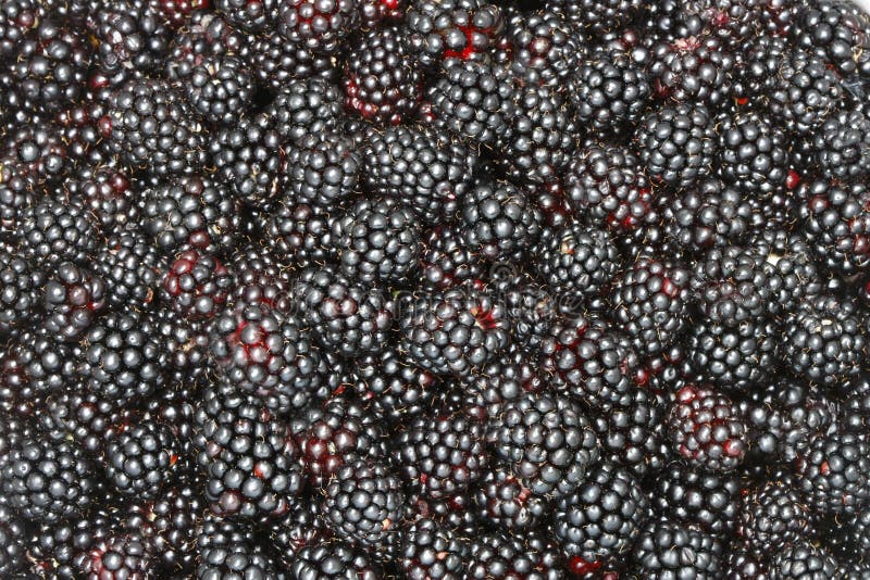 46,930 Black Raspberry Background Stock Photos - Free & Royalty-Free ...