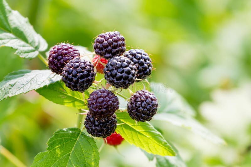 Black Raspberry Berries on the Bushes on Blurred Background_ Stock ...