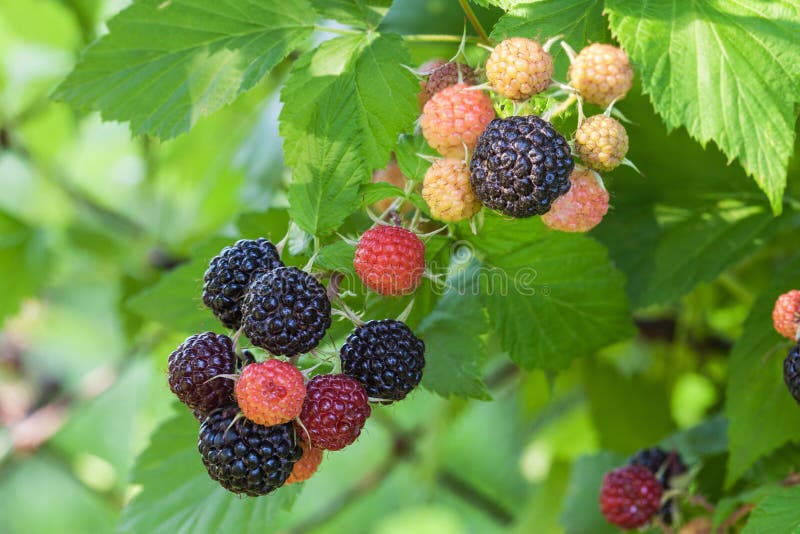 Red and Black Raspberry Fruit Stock Photo - Image of raspberry, ripe ...
