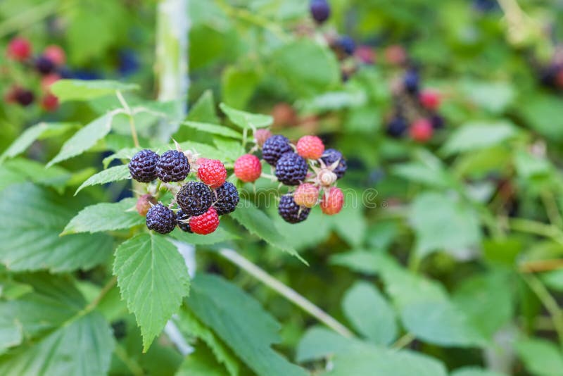 Red and Black Raspberry Fruit Stock Photo - Image of raspberry, ripe ...