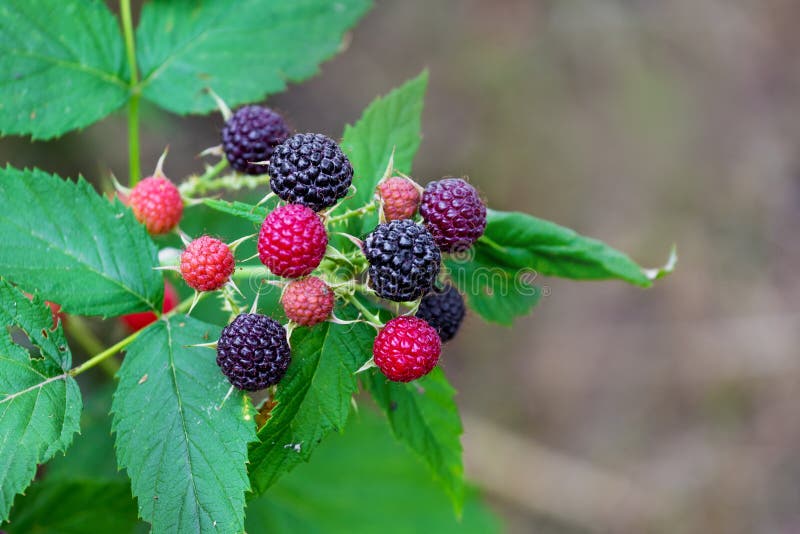 Black Raspberry Bush with Fruits during Ripening_ Stock Photo - Image ...