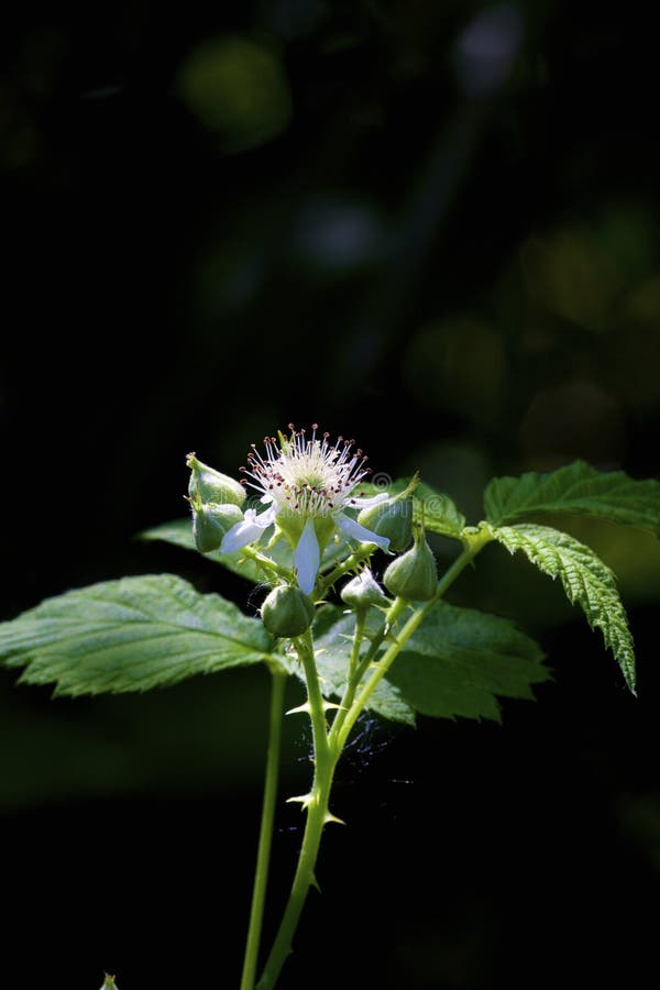 Black Raspberry 807198 stock image. Image of raspberry - 204038881