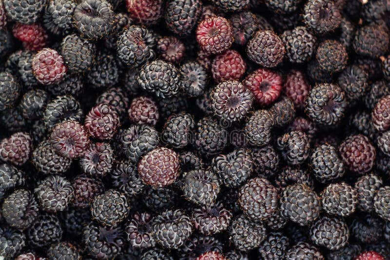 Black raspberries closeup stock image. Image of fruit - 120977617
