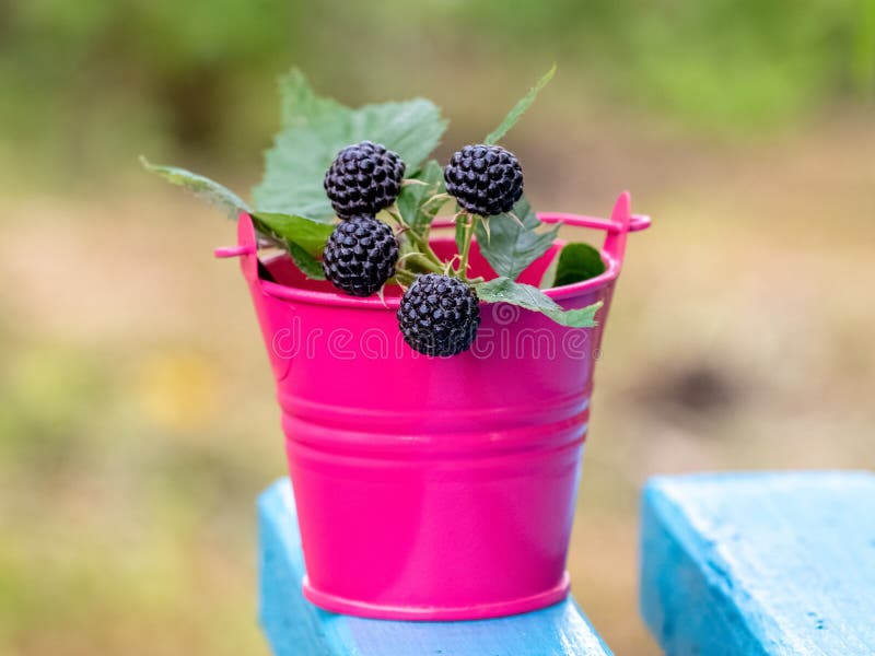 Black Raspberry Cumberland in a Decorative Bucket. Raspberry ...