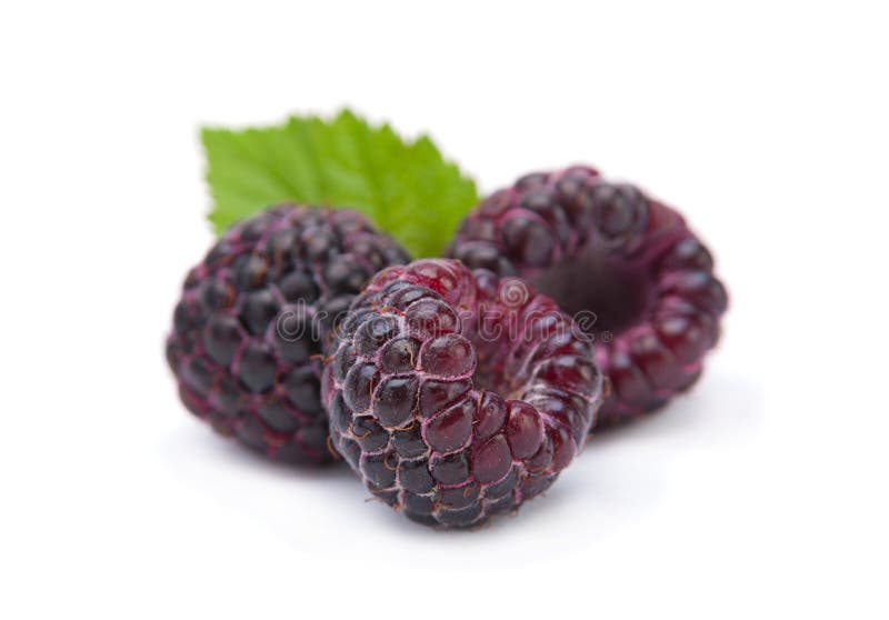 Red and Black Raspberry Fruit Stock Photo - Image of raspberry, ripe ...