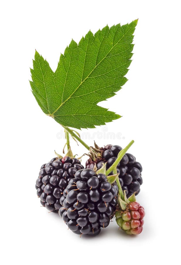 Black raspberry isolated stock image. Image of leaf, full - 51000069