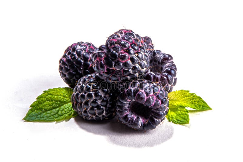 Black Raspberry with Leaf Isolated on White Stock Image - Image of ...