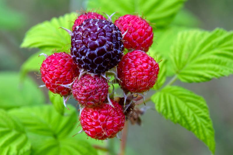 Black Raspberry Green Leaf Mandala 03 Stock Image - Image of natural ...