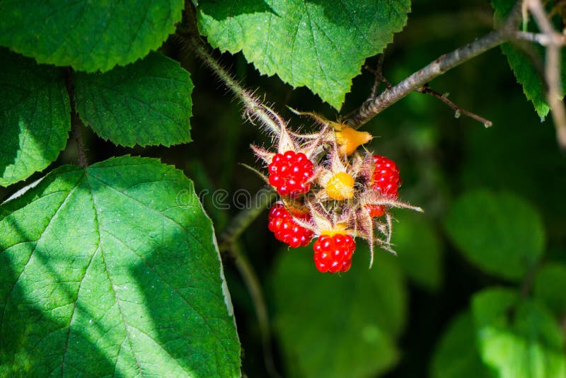 Black Raspberry, Rubus Occidentalis Stock Image - Image of berries ...
