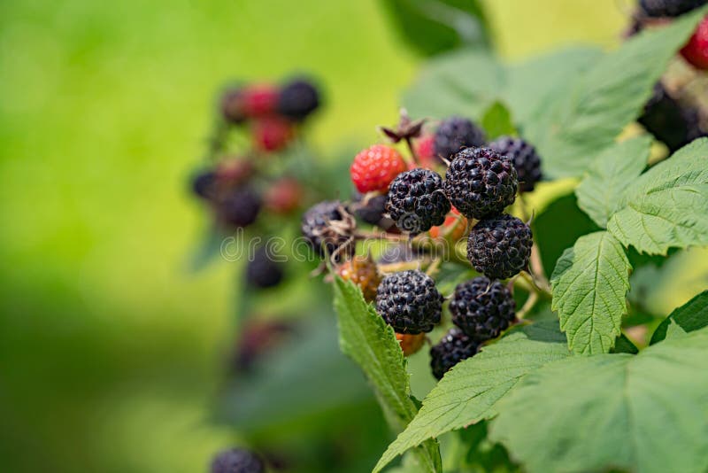 Black Raspberry, Rubus Occidentalis Stock Photo - Image of fresh, tasty ...