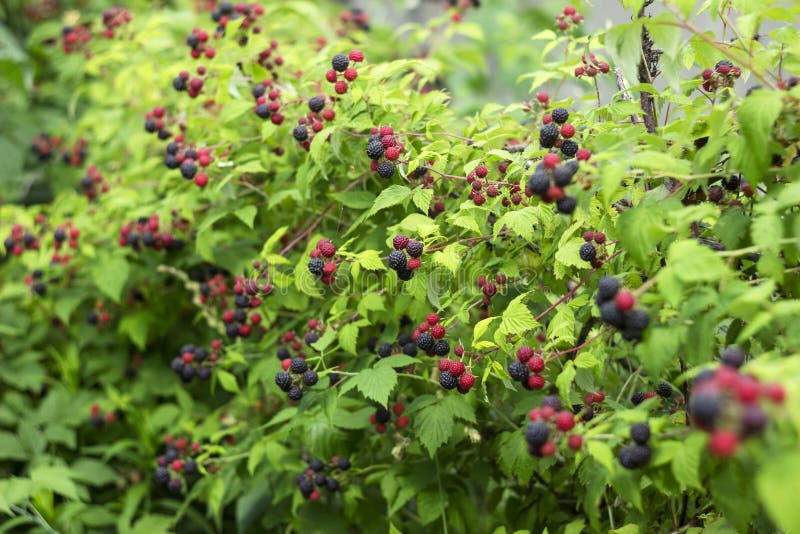 Black Raspberry Rubus Occidentalis Grows in the Garden, Green Unripe ... Black Raspberry Rubus Occidentalis Grows in the Garden, Green Unripe ...