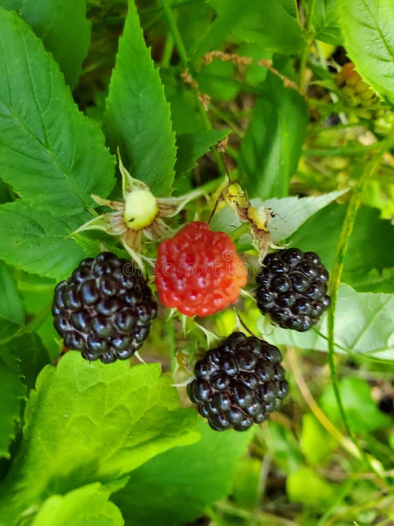 Black raspberry vine stock photo. Image of produce, tree - 235000784