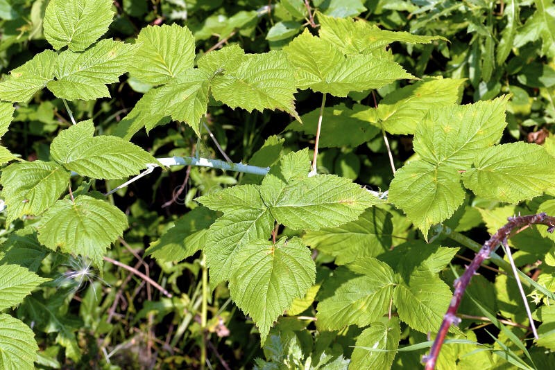 Black Raspberry 604719 stock image. Image of invasive - 204038853